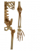 Positionable Skeleton With Glowing Red Eyes 165cm ★ | Horror-Shop.com