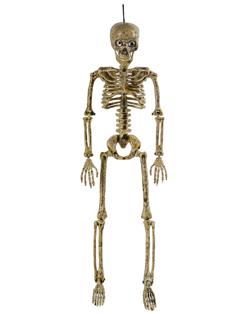 Antique Beige Positionable Skeleton With Eyes 37cm ★ | Horror-Shop.com