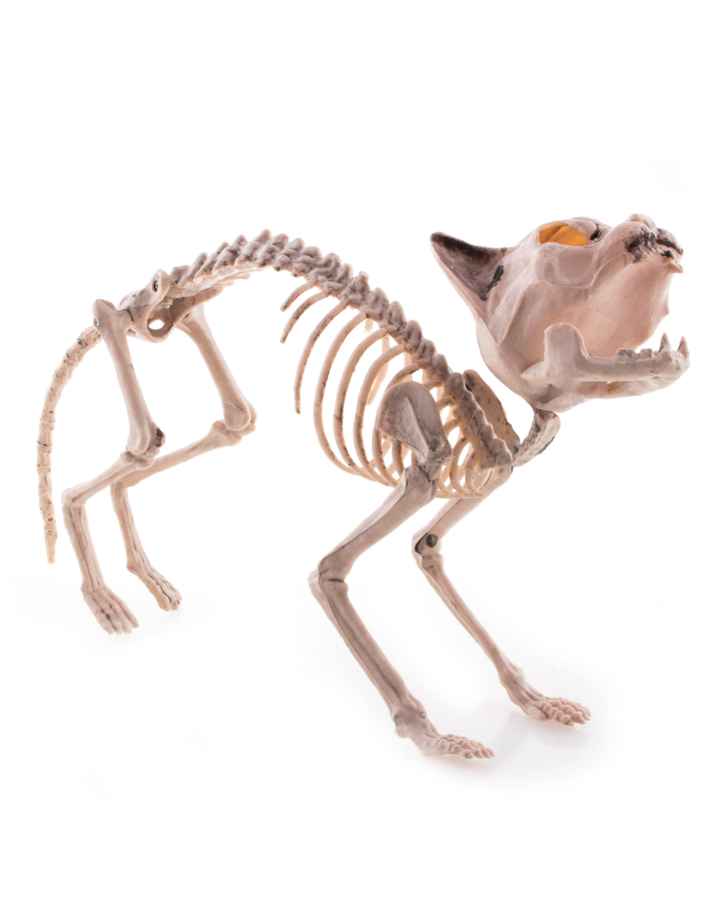 Cat Skeleton 60cm | Halloween decoration buy online! | Horror-Shop.com