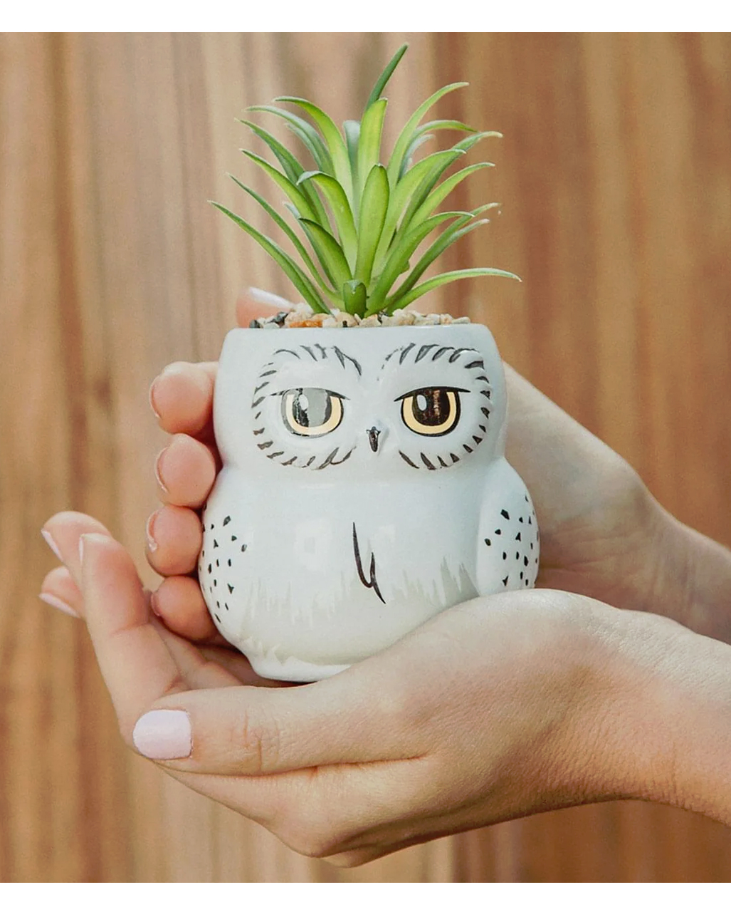 Harry Potter Hedwig Pot With Plant as a magical decoration | Horror ...