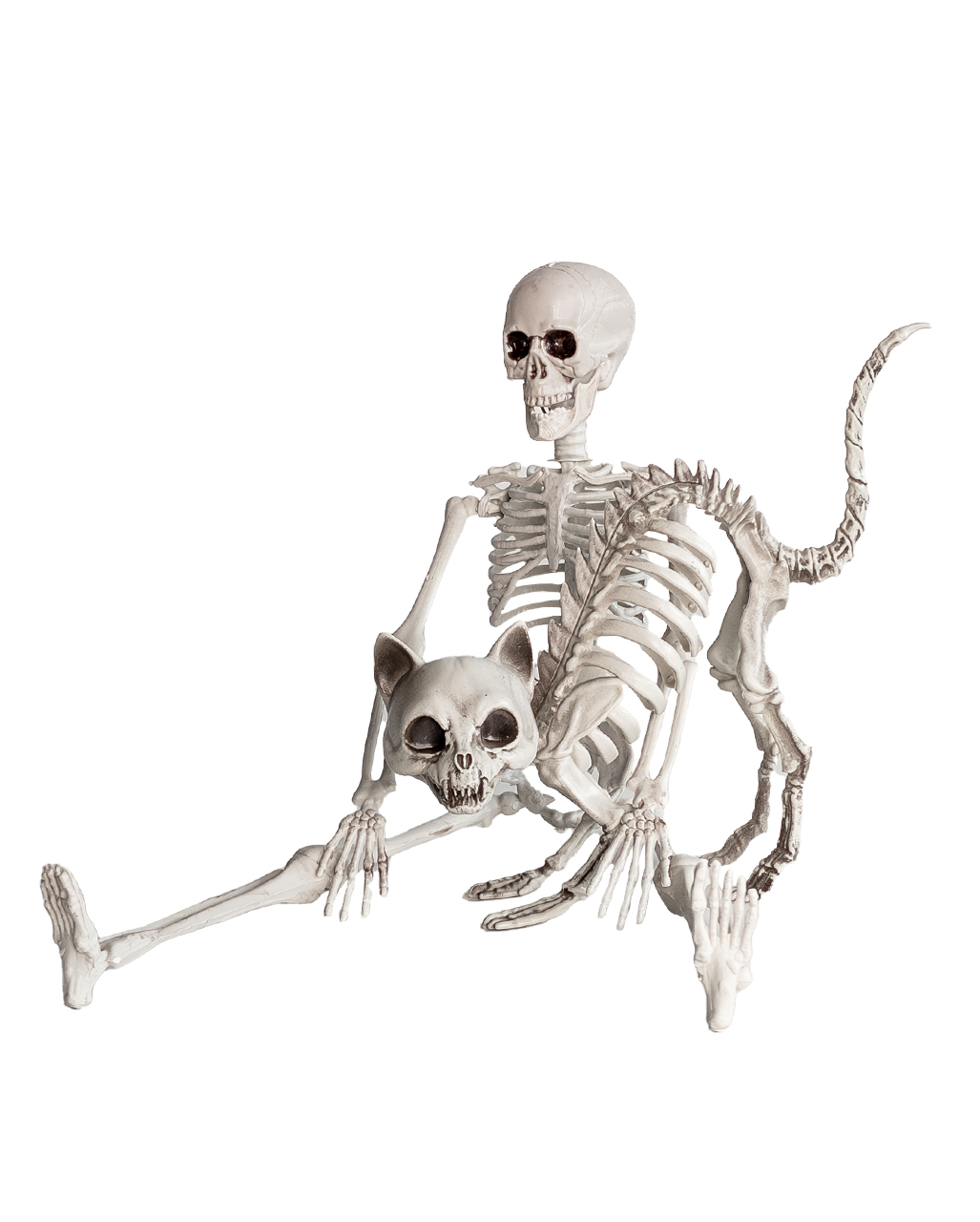 Cat Skeleton With Cat Hump Decoration 19cm for 🎃 | Horror-Shop.com